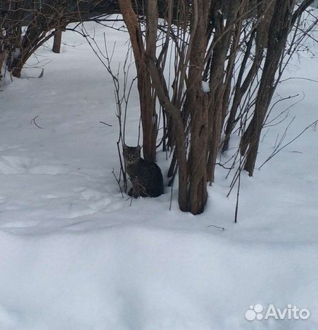 Ласковые котодетки в добрые руки