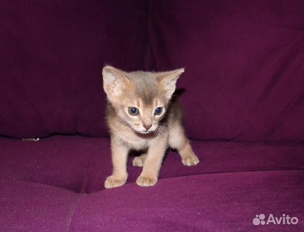Абиссинские котята