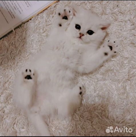 Британская девочка котенок