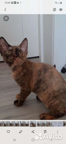Котята девон-рекс