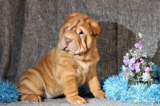 Щенок шар-пея, апельсин