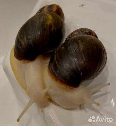 Улитки ахатины альбино