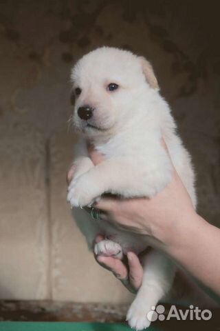 Щенки белой овчарки