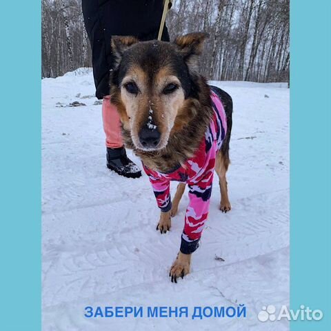 Собака в добрые руки