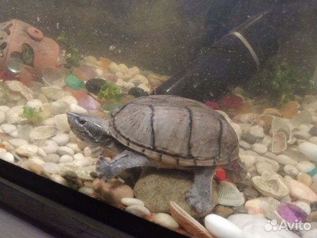 Мускусная черепаха