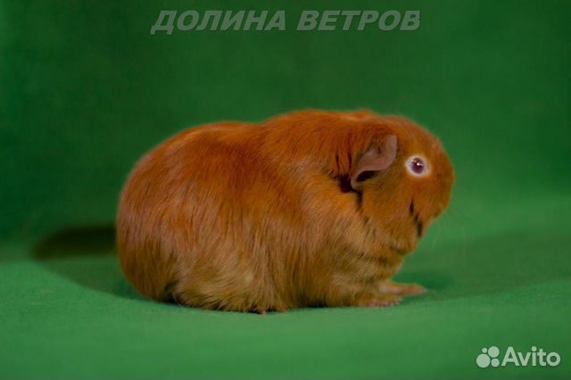 Мальчик английский селф морская свинка