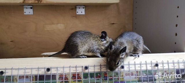 Бельчата дегу