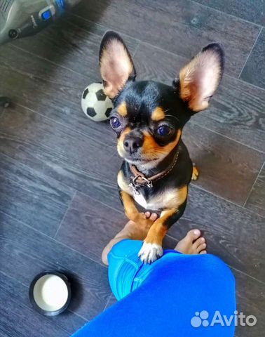 Вязка чихуахуа