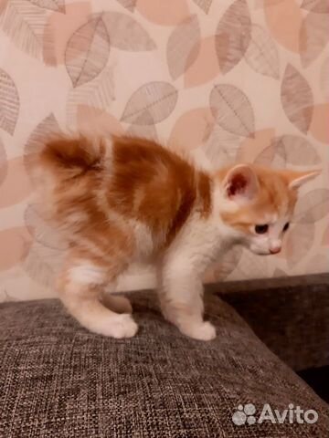 Курильский бобтейл