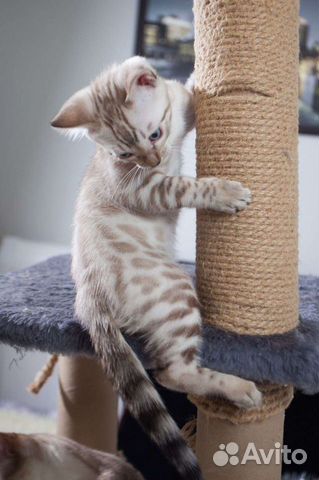 Бенгальская кошка