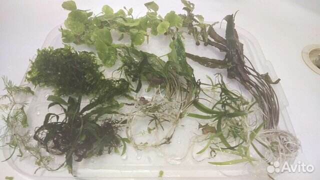 Прополка из аквариума