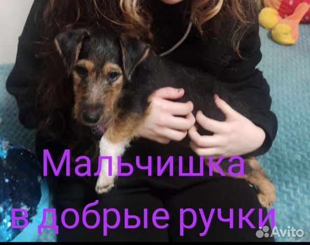 Той фокстерьер возможно