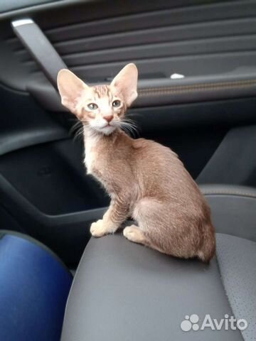 Ориентальный мальчик