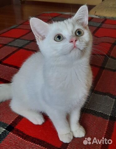 Белый котик