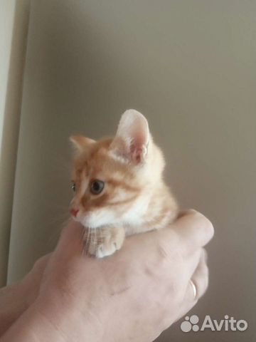 Котёнок в добрые руки