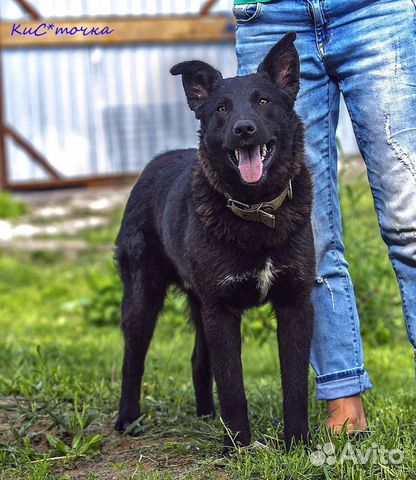 Отличный пес Яшка, друг и охранник