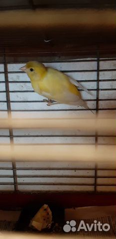 Продам Шикарных Кенаров