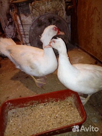 Утки индоутки