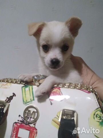 Щенки чихуахуа
