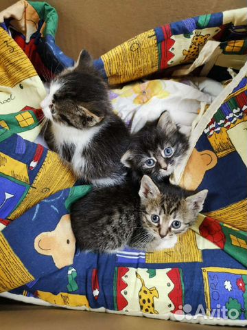 Котята подкинуты к магазину