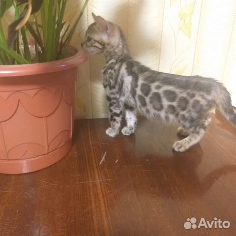 Бенгальские котята