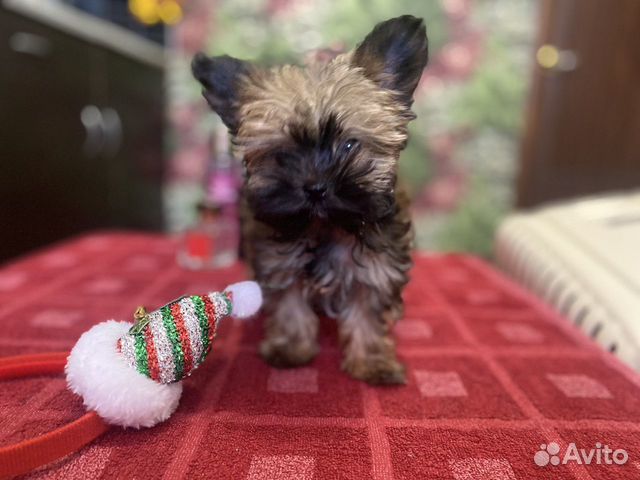 Йоркширский терьер щенки