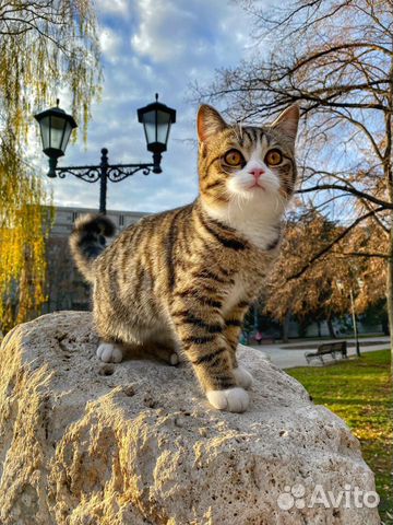 Кошечка на случку