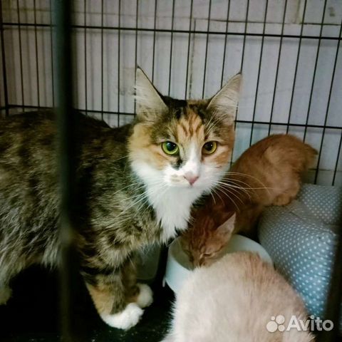 Кошка Офелия в добрые руки