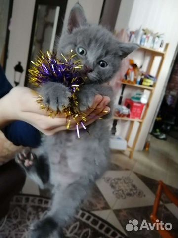 Котенок от шотладской кошки