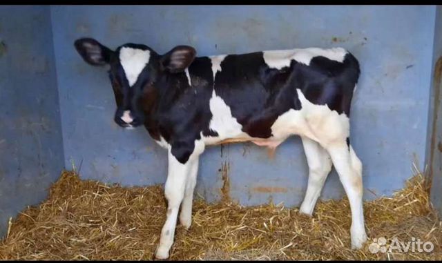 Бычки продажа