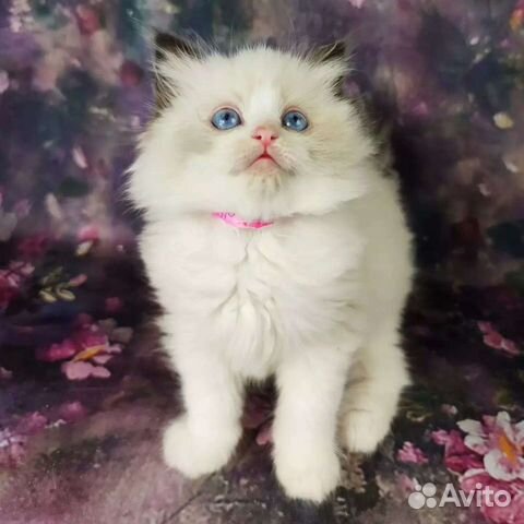 Inga, рэгдолл в разведение, родословная. Девочка