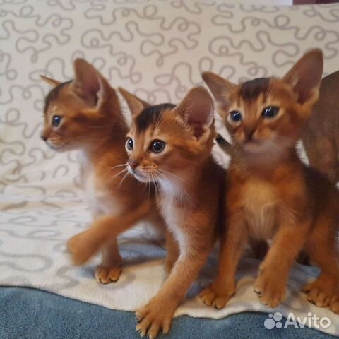 Абиссинские котята
