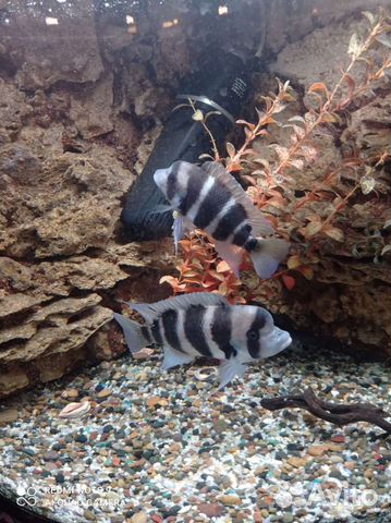 Фронтоза пара