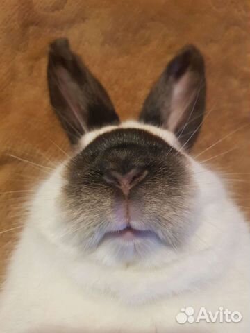 Кролы на племя