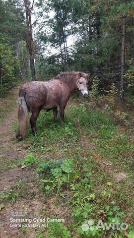 Продажа лошадей