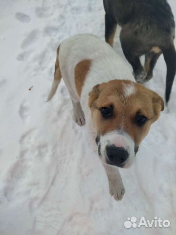 Щенки в добрые руки