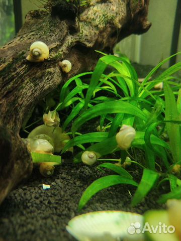 Ампулярии 3-4 месяца