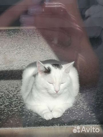 Котик в добрые руки