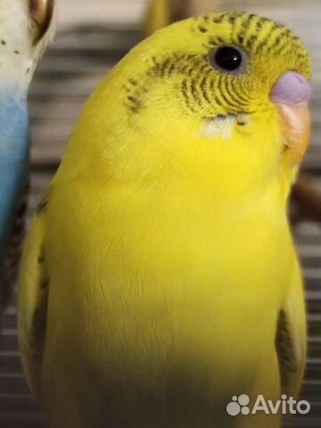 Жёлтый птенец волнистого попугая