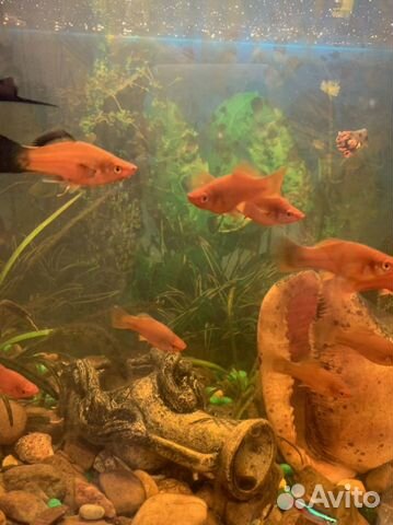 Рыбки меченосцы