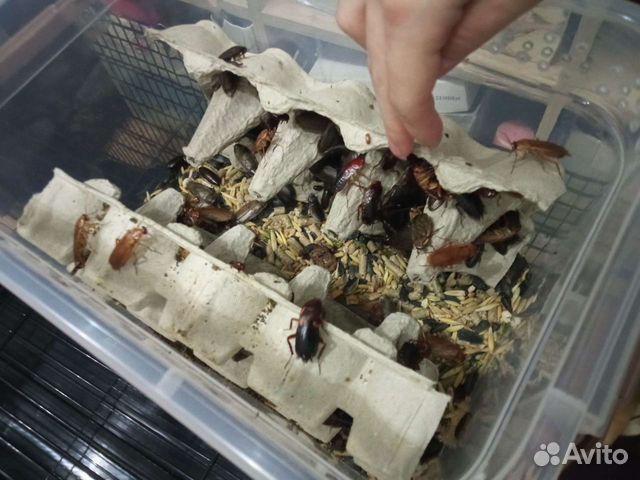 Мраморный таракан, знахарь