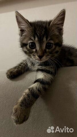 Котик в добрые руки