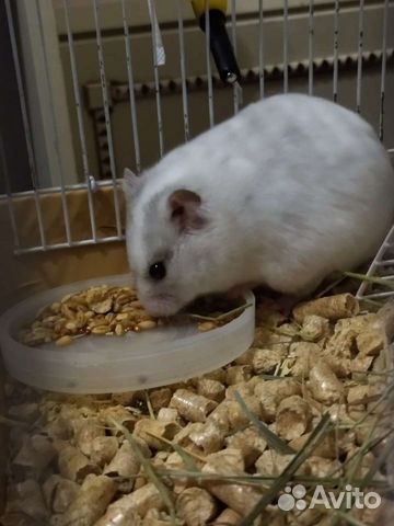 Сирийский хомяк