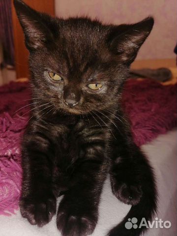 Кошки котята британские