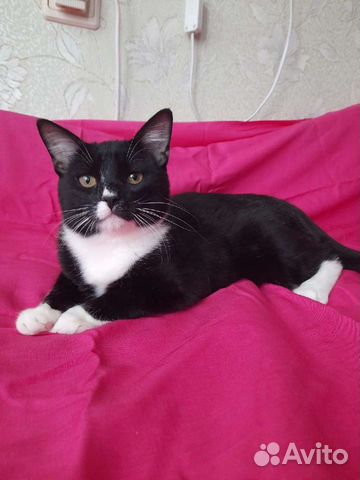 Котик Васенька