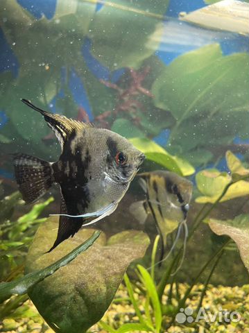 Скалярия клоун