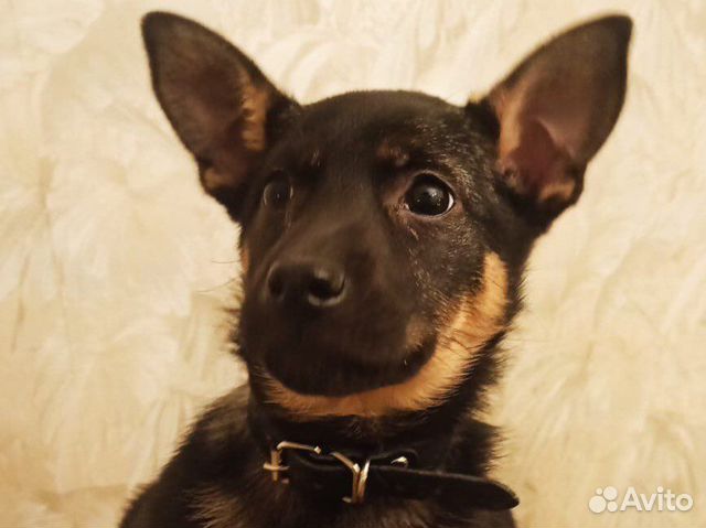 Ненужный подарок, щенок Габи в дар