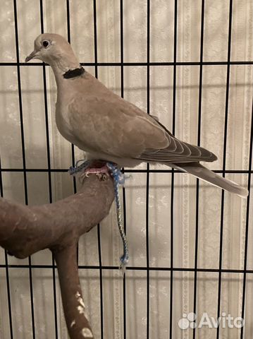 Горлица ручной )