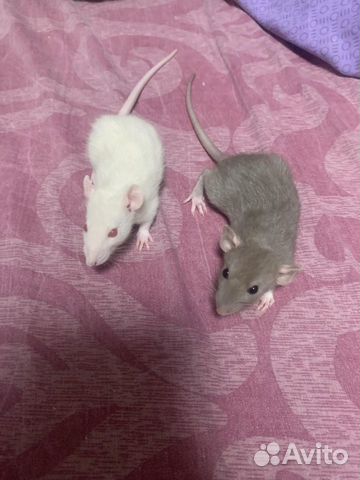 Крыски дамбо