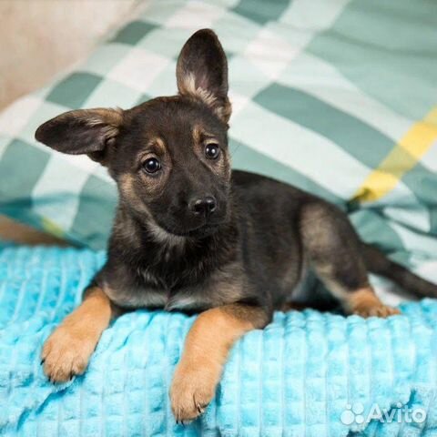 Щенок в добрые руки бесплатно